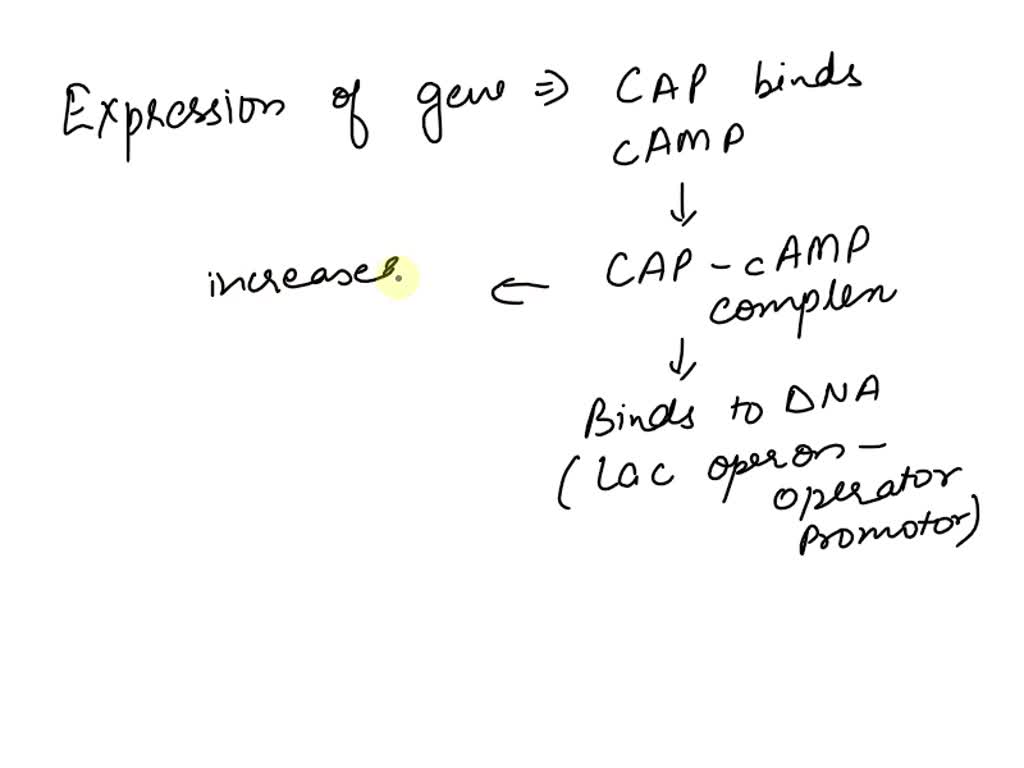 VIDEO solution: 2a. Explain how the Catabolite Activation Protein (CAP ...