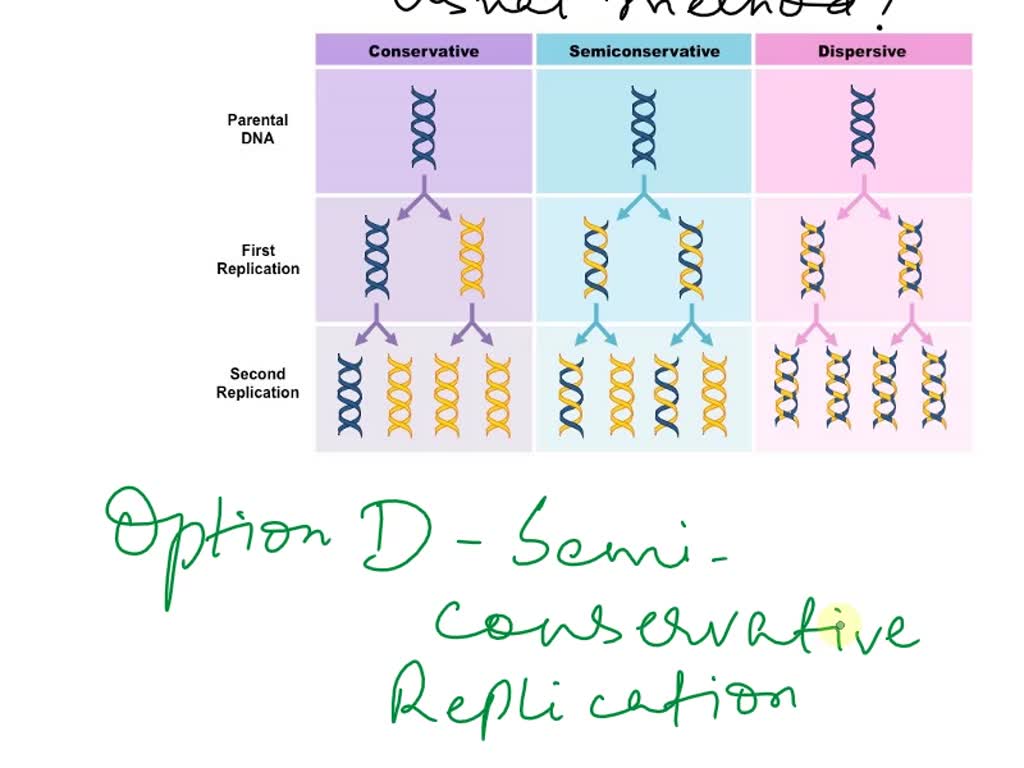 SOLVED: In the following figure, which represents semi-conservative mode of replication? CsCl ...