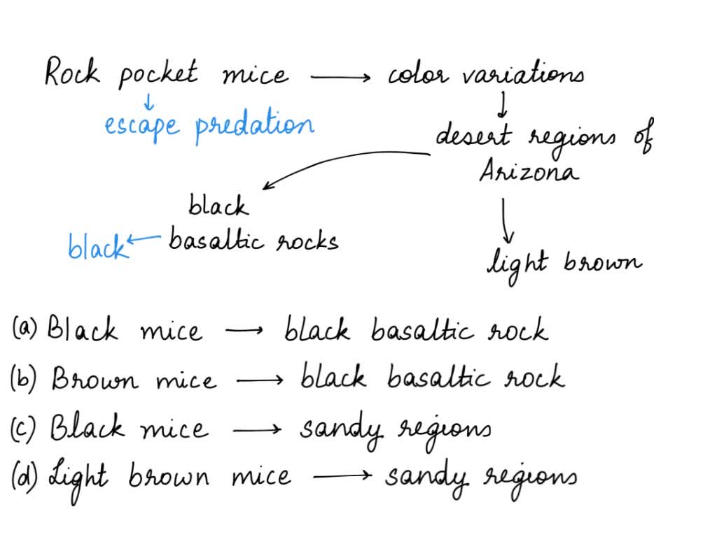 SOLVED: Rock pocket mice with different color variations are observed ...