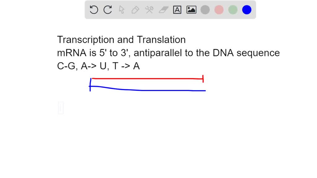SOLVED: Assume the first nucleotide in the sequence is at the +1 position. Transcribe the DNA ...