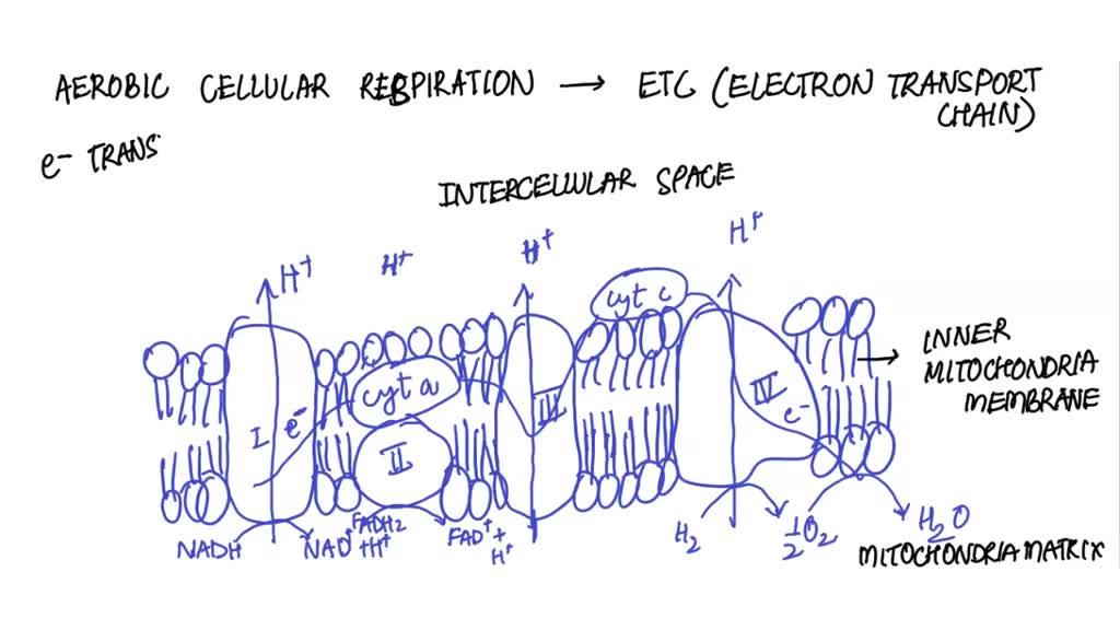 SOLVED: Where do electrons go when they reach the end ofan electron ...