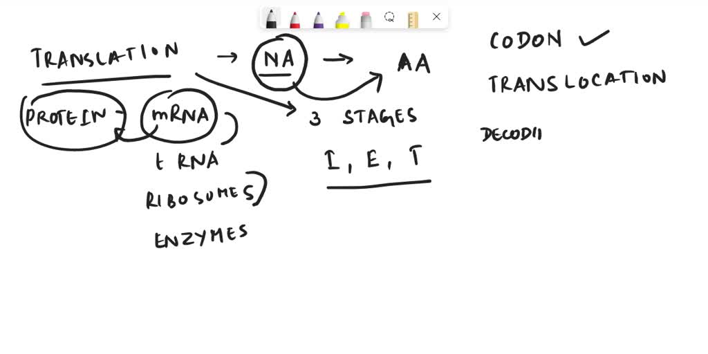 SOLVED: During translation, what is the CORRECT order of events that ...