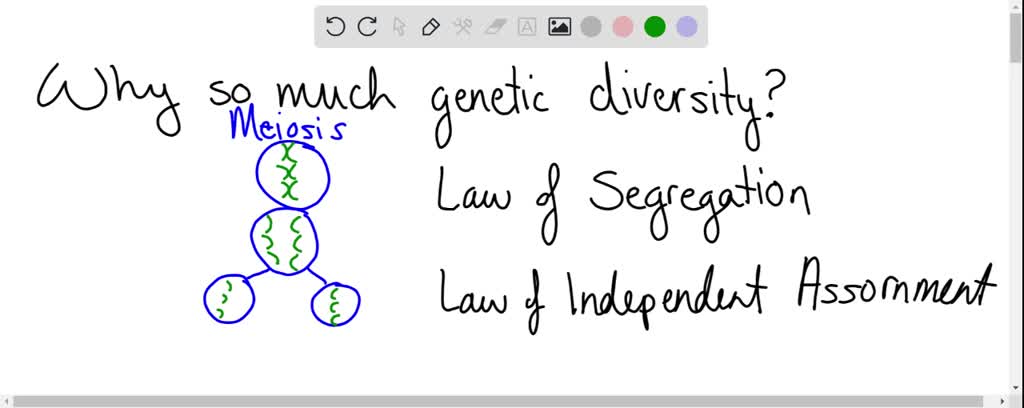 SOLVED: Mendels law of independent assortment and segregation explain ...