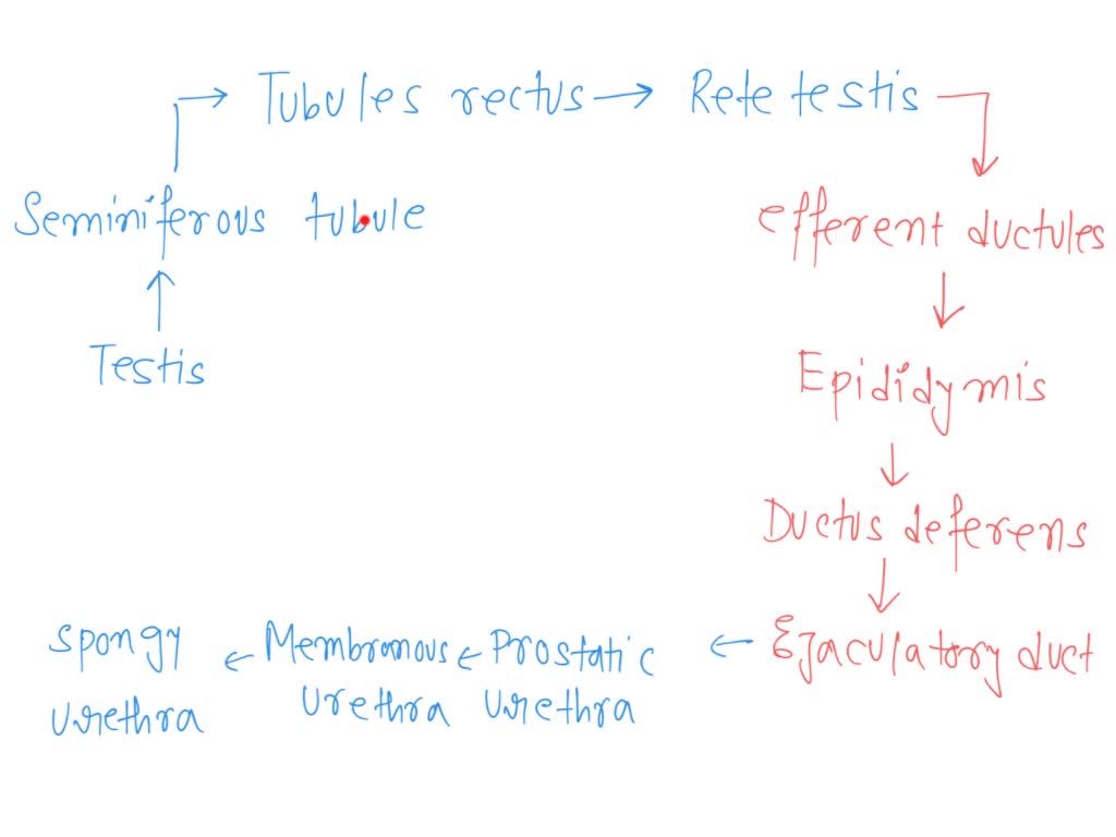 SOLVED: Order through which sperm would pass, beginning with the site of spermatogenesis: Place ...