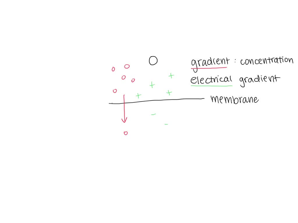SOLVED: Part 1: Reaching osmotic balance across a semipermeable ...
