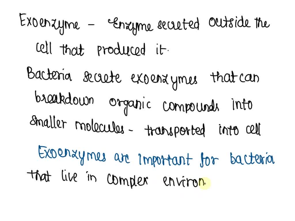SOLVED: What are exoenzymes and why are they important in bacterial ...