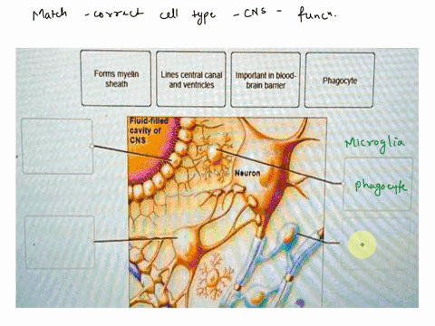 [GET ANSWER] Identify CNS Neuroglia Based On Function Match the ...