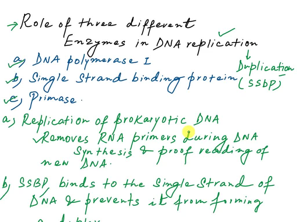 SOLVED: ) You are studying prokaryotic DNA replication and have ...