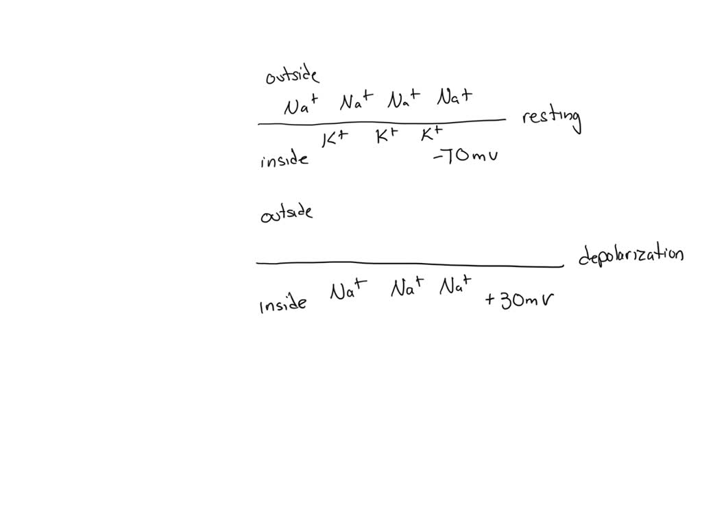 Consider the following three diagrams of a nerve cell membrane. They ...