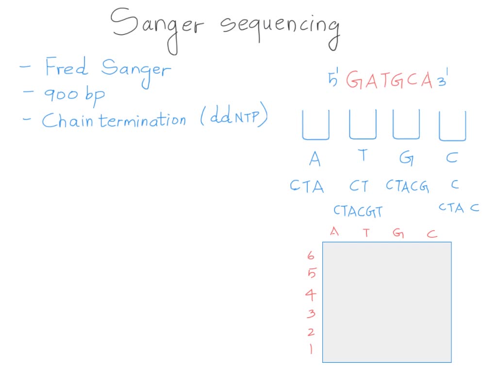SOLVED: A [3-nucleotide long DNA template was sequenced by the chain-terminator method (the ...