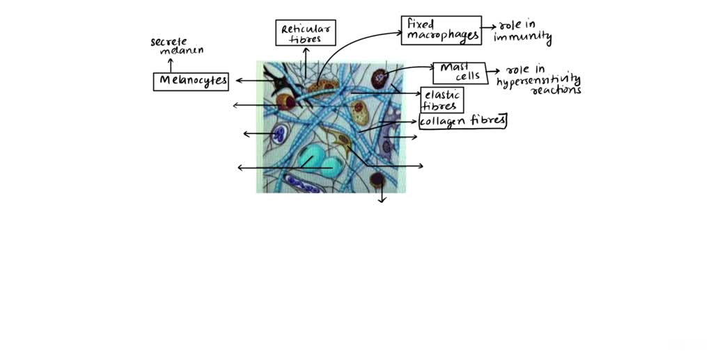 SOLVED: Question: Drag the labels onto the diagram to identify the cell ...