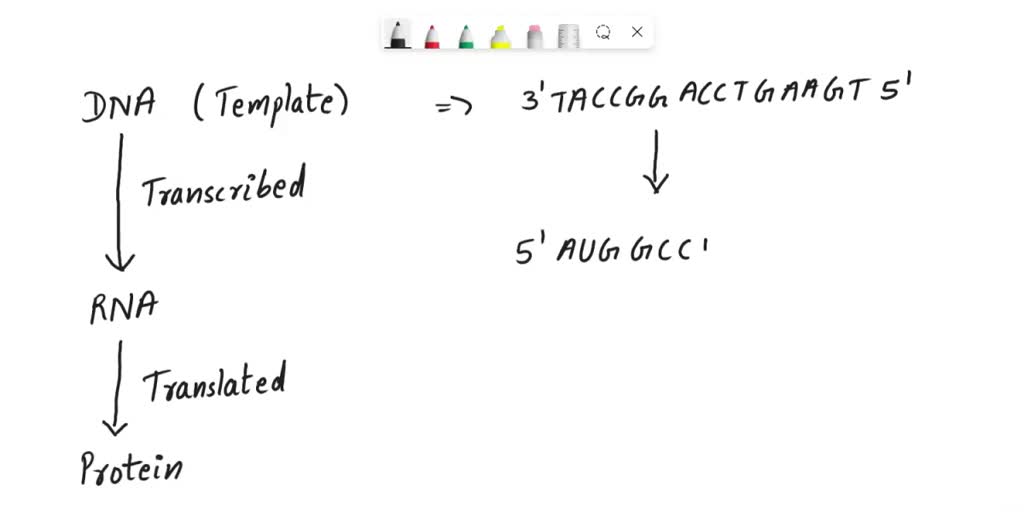SOLVED: 8 Use the table to translate the RNA sequence given. C Ser Ser ...
