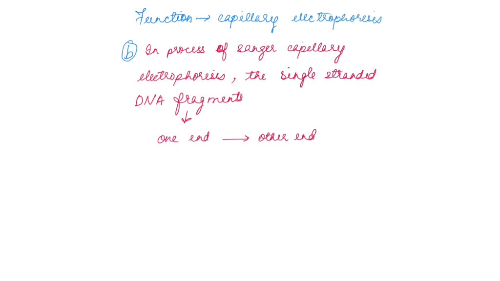 SOLVED: Explain the function of capillary electrophoresis in the Sanger ...