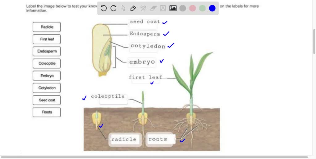 SOLVED: Draw, label and color the stages of germination in a bean seed.