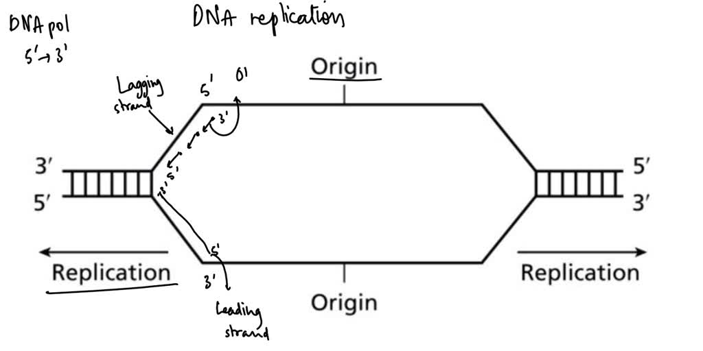 SOLVED: 37 . The following diagram shows the parental strands of a DNA molecule undergoing ...
