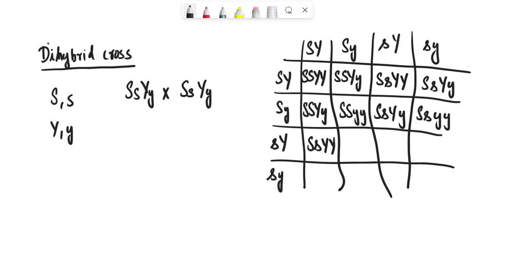 SOLVED: Following SsYy X SsYy cross, what fraction of the offspring are ...