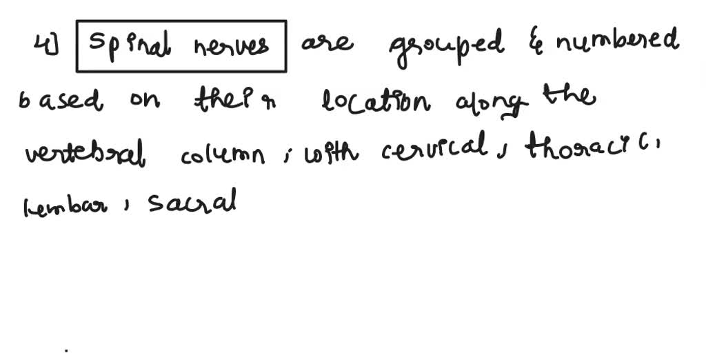 SOLVED: How are the spinal nerves grouped and numbered? 5. Distinguish between spinal nerve ...