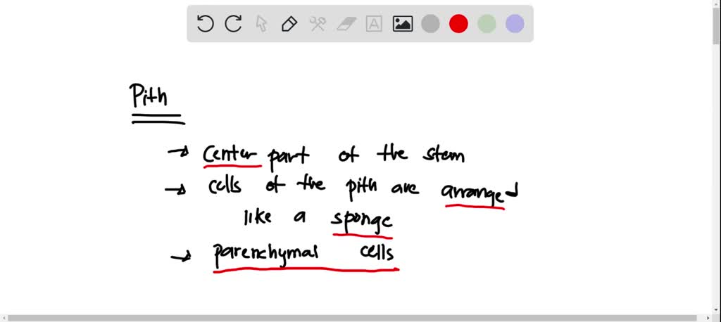 SOLVED: What is true of pith? Check all that apply: It is a zone of the ...