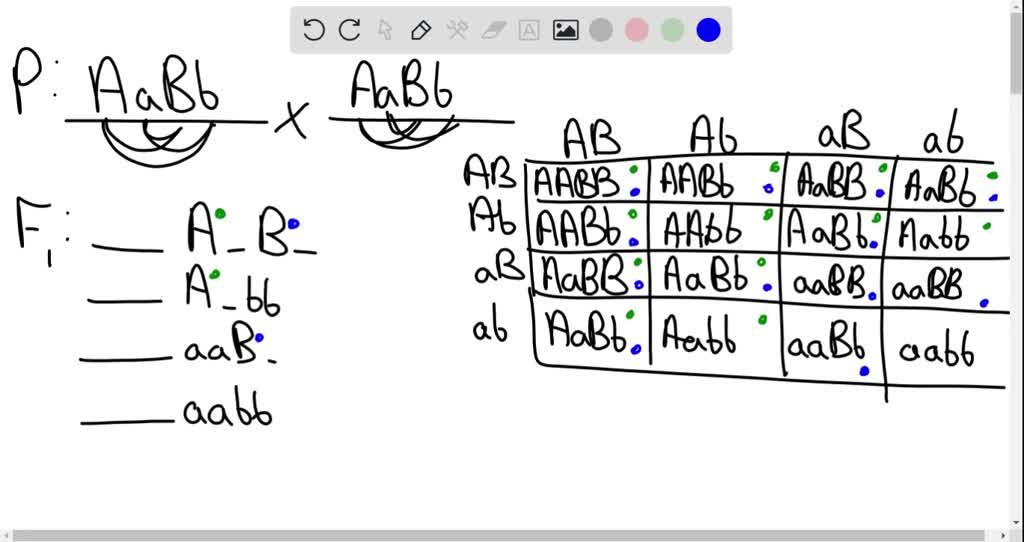 SOLVED: The figure below depicts pea cell undergoing meiosis. The gene ...