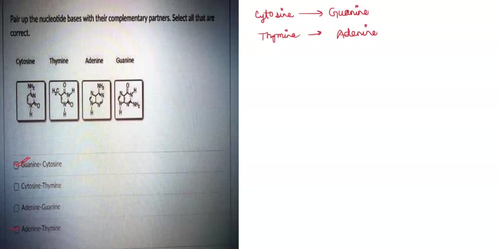 Pair Up The Nucleotide Bases With Their Complementary Partners