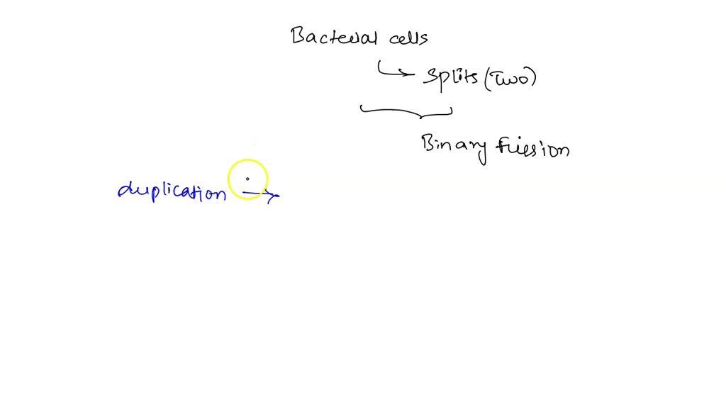 SOLVED: A bacterial cell splits in two new cells by duplication ...