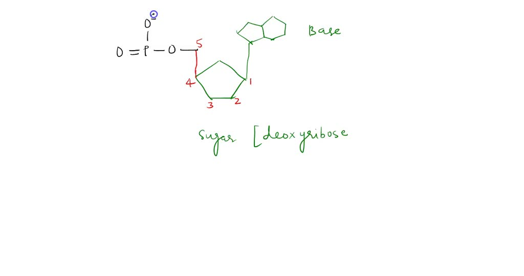 Solved Which Of The Following Statements About The Ends Of A