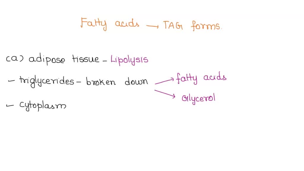 SOLVED: Fatty acids are stored in adipose tissue, as triacylglycerol ...
