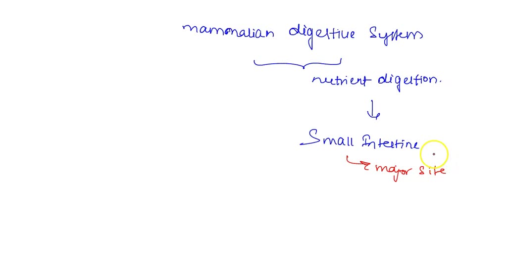 SOLVED: In the mammalian digestive system, what is the primary site of ...