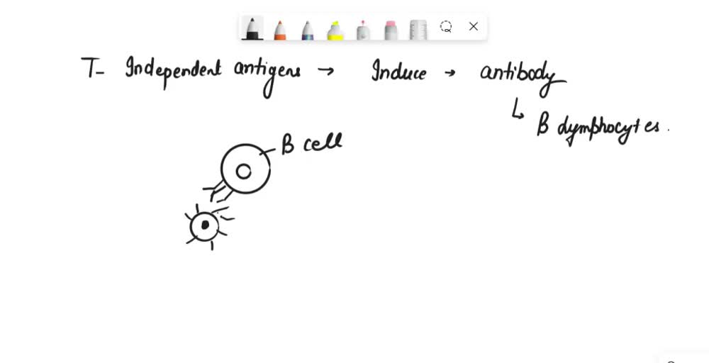 SOLVED: Extracellular antigens: B cell receptors MHC class with antigen displayed on the surface ...