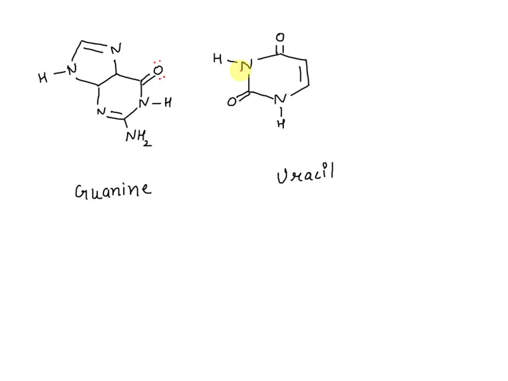 SOLVED: Draw the structure of a G ∙ U base pair.