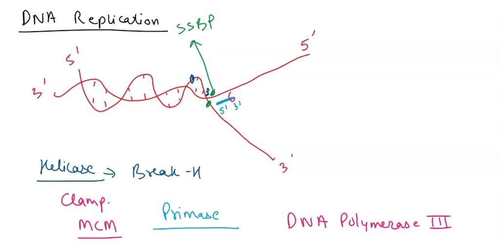 SOLVED: The drawing shows some parts of the DNA replication process ...