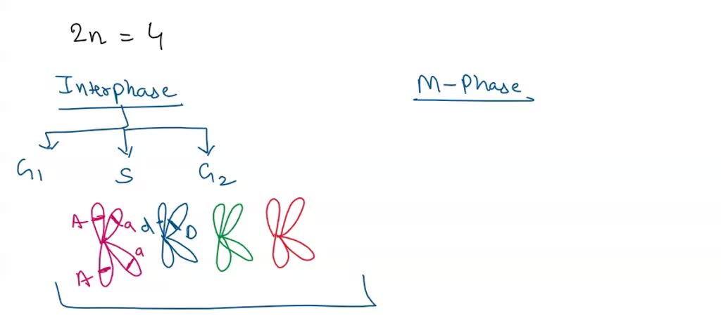 SOLVED: Tutorial 1 - Chromosomes 3. a) Assume that the typical diploid ...