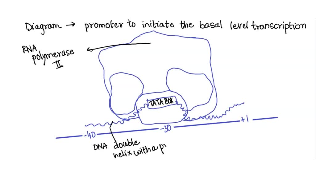 SOLVED: The figure shows a schematic of binding that takes place at the ...