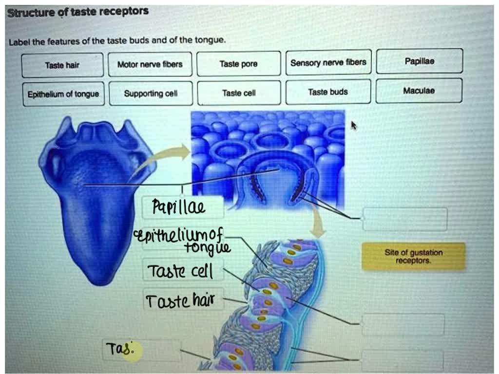 SOLVED: 6 Mc 00:26:12 Label the structures associated with taste ...