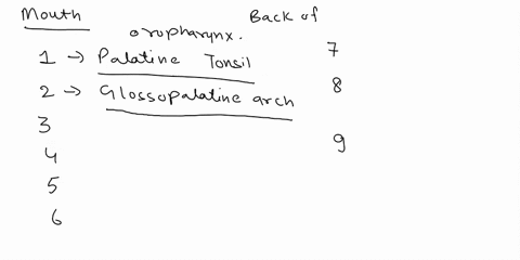 Palatine tonsil iii tongue nostrils lingual tonsil thyroid...