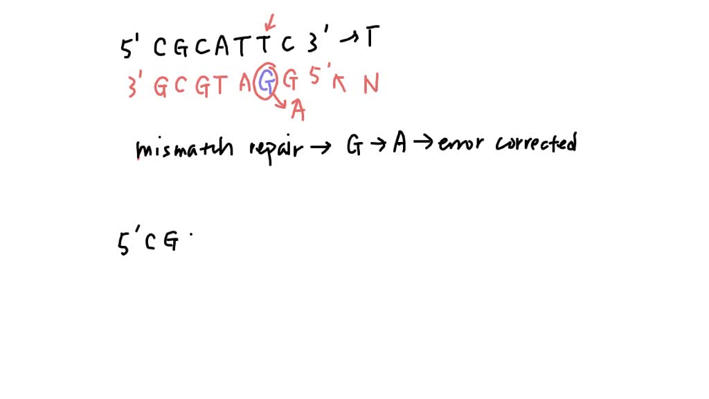 SOLVED: DNA mismatch repair enzymes preferentially repair bases on the newly synthesized DNA ...