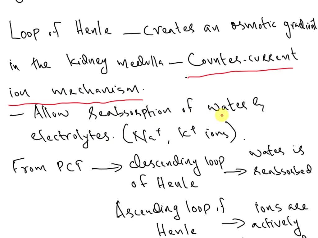 SOLVED: Indicate the functions of the proximal convoluted tubule, the ...