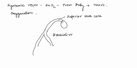 Exercise 5 venous system 1 draw a labeled diagram of the...
