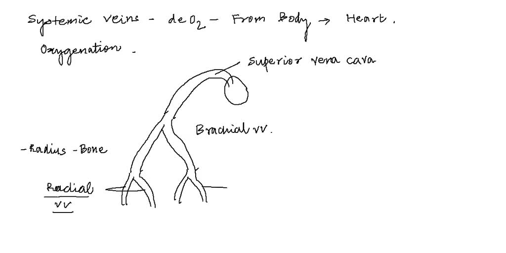 Labeling the Major Systemic Veins, Upper Limb, Deep Correctly label the ...