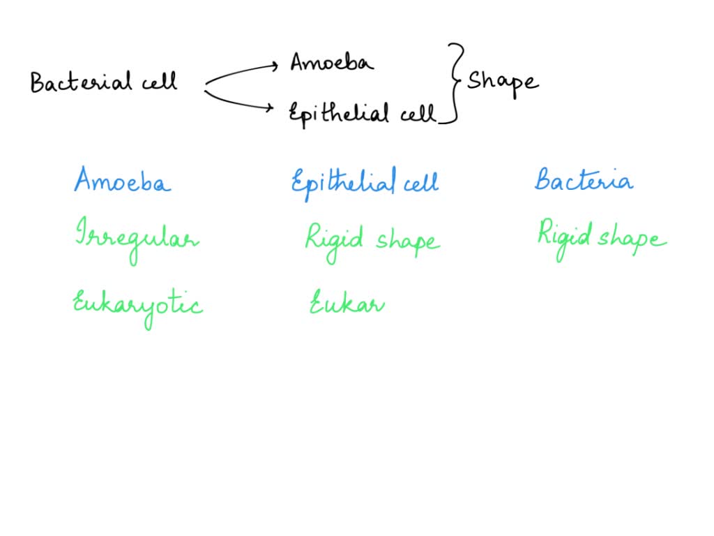 SOLVED: How is the bacteria cell structurally different from both the ...