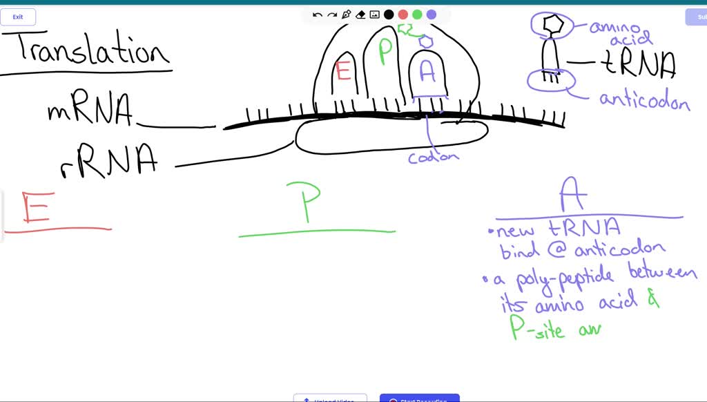 SOLVED: Figure A below shows the stage in translation when an incoming ...