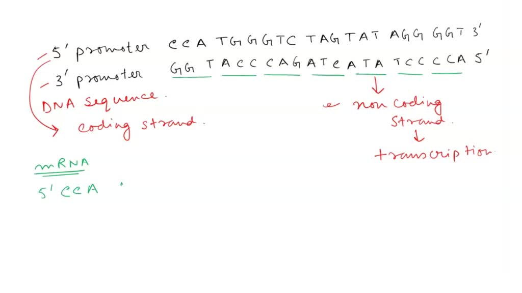SOLVED: a promoter is located to the left of this double strand DNA ...