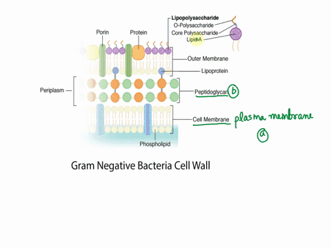 Please label the figure of a bacterial cell wall. Not all labels are used. Phospholipid bilayer ...