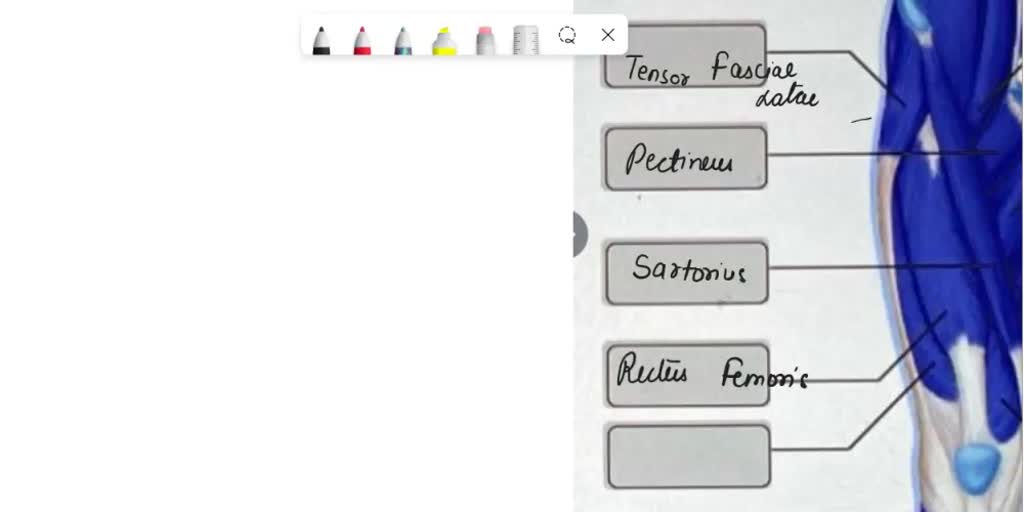 SOLVED: Match each of the leg muscles with the correct label. 1. Soleus ...
