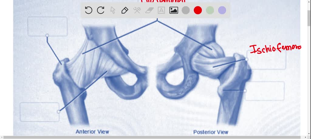 SOLVED: Text: Label the structures associated with the right hip (coxal ...