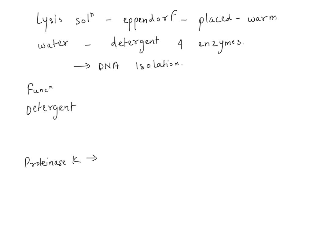 SOLVED: The lysis solution you added to your Eppendorf tube and placed ...