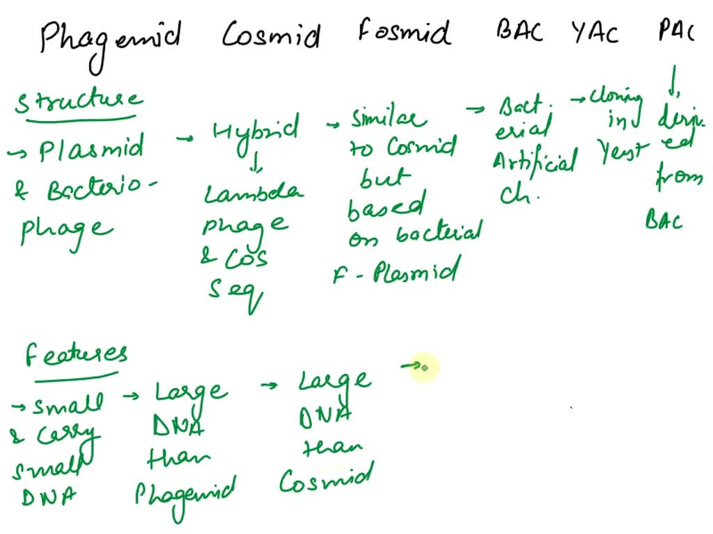 Q6: Compare between Phagemid – Cosmid – Fosmid – BAC – YAC – PAC ...
