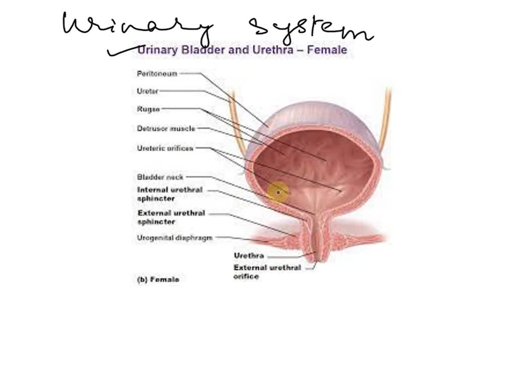 SOLVED: Levator ani muscle Rugae External urethral sphincter Peritoneum Urinary bladder Trigone ...