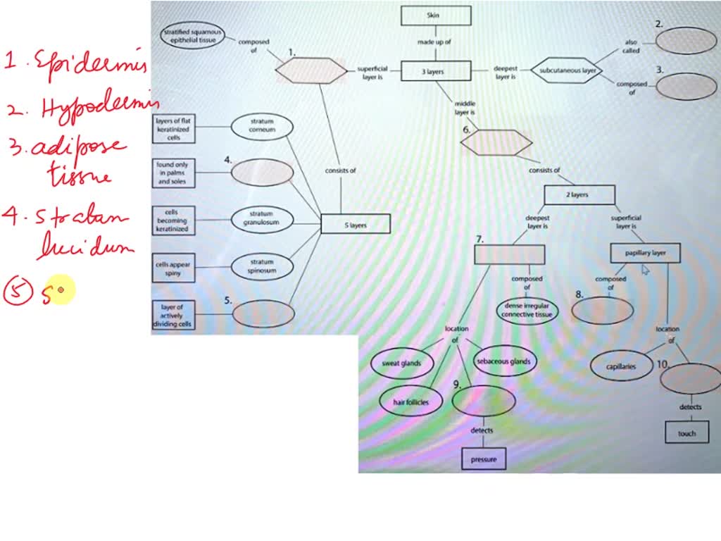 Solved Concept Map Use The Word Bank To Fill In The Blank Spaces In 1656