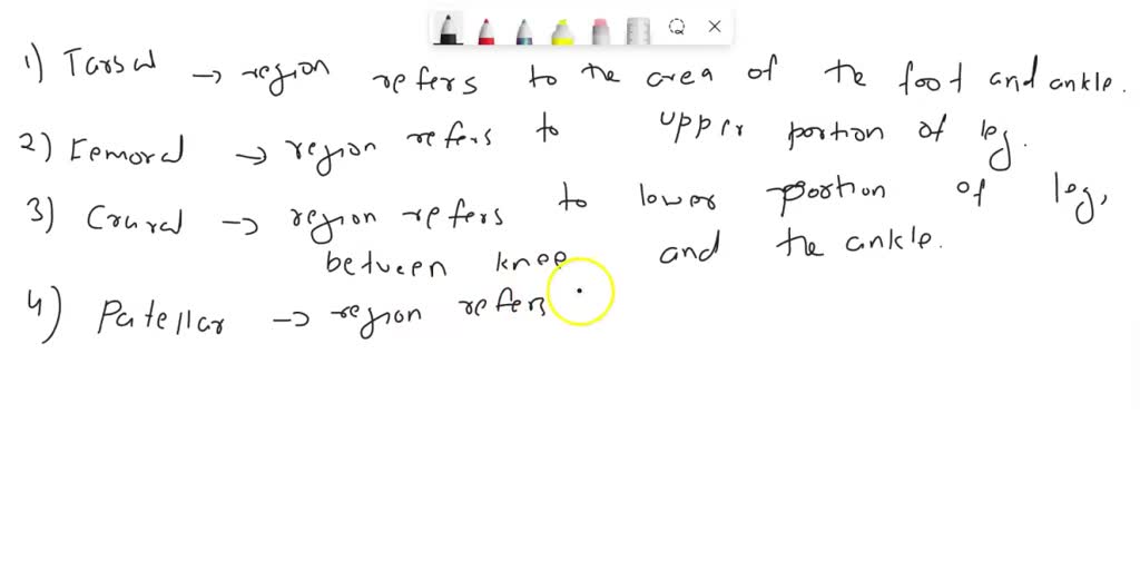 SOLVED: Assuming anterior view while in the anatomical position ...